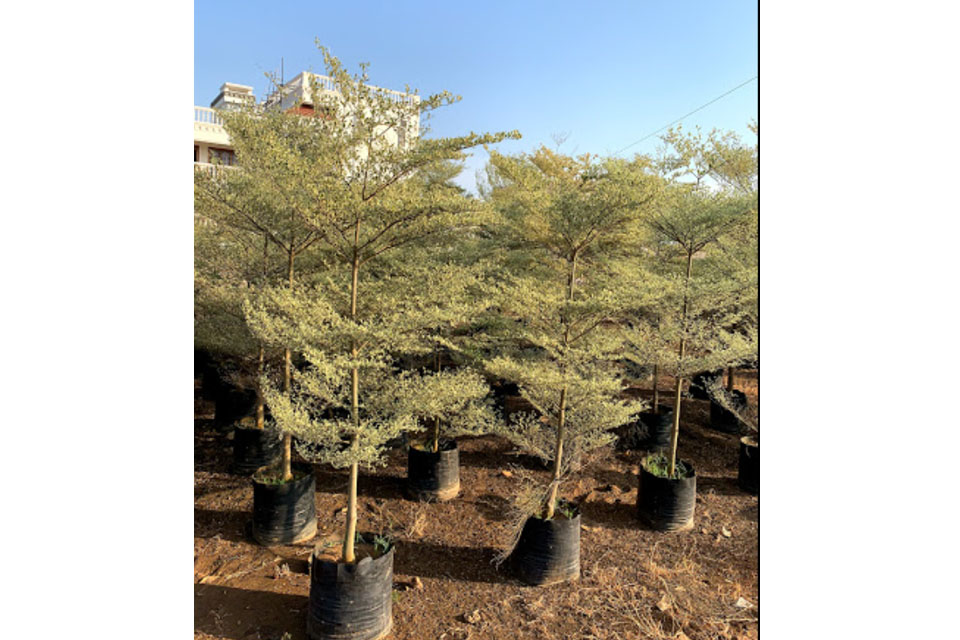 Nurseries in kadiyam | Sree Murali Krishna Nursery